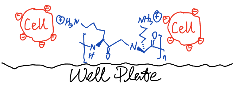 Working with Poly-L-Lysine in Cell Culture | Bingqiang Pan